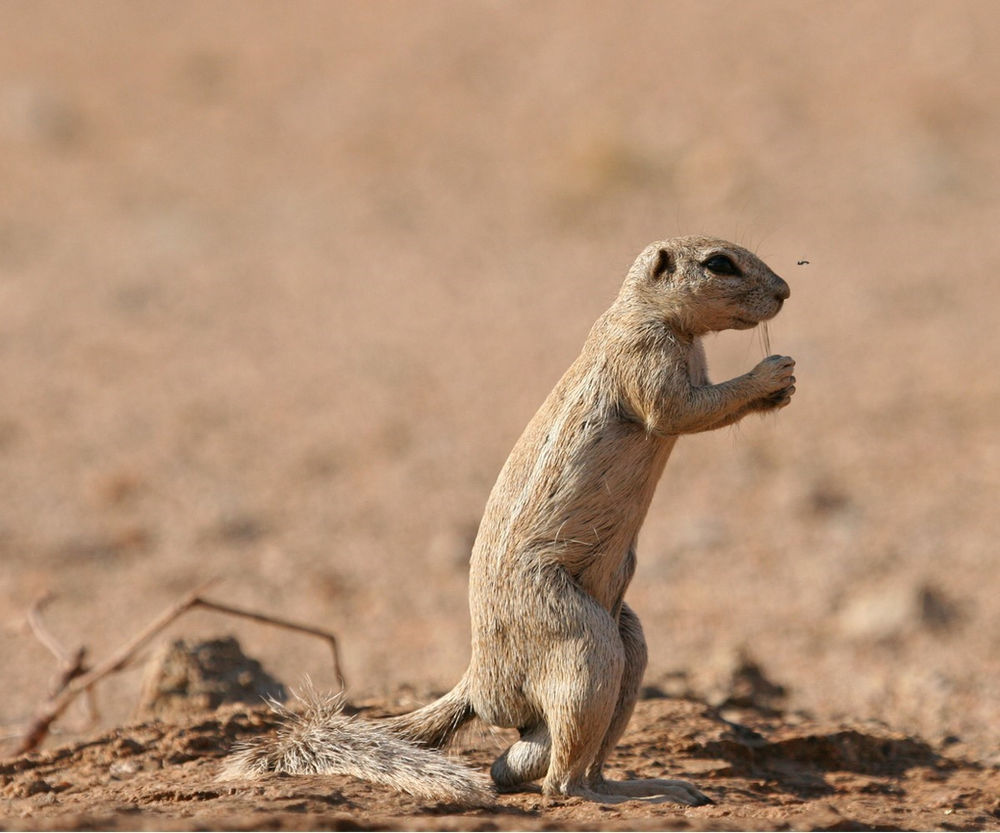 In search of the African Squirrel photo...