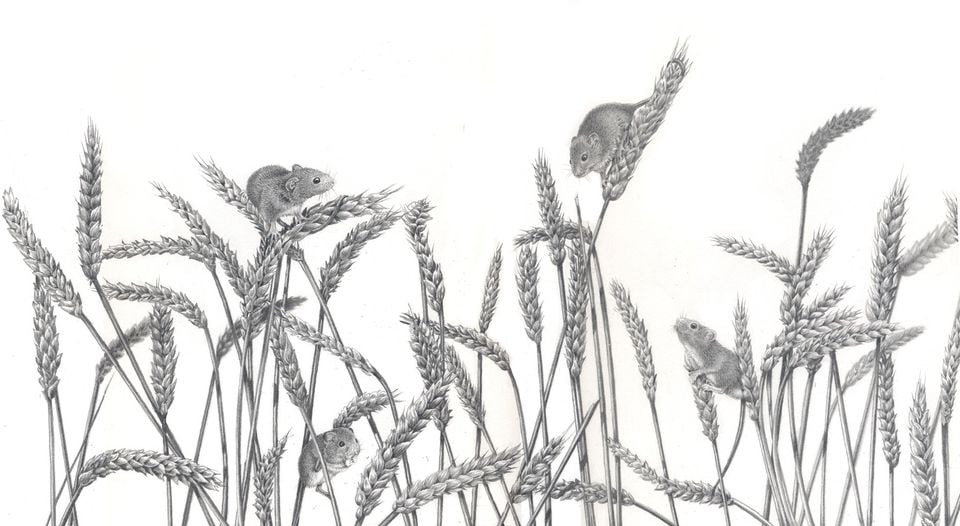 Harvest Mice: The Tiny Harvesters of the Fields