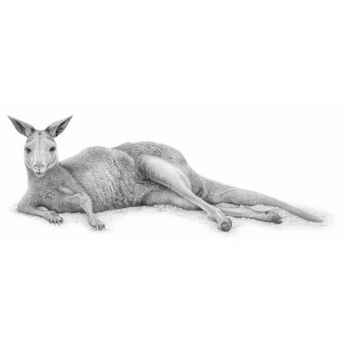 Resting Roo, drawing of a Kangaroo by David Dancey-Wood | David Dancey-Wood