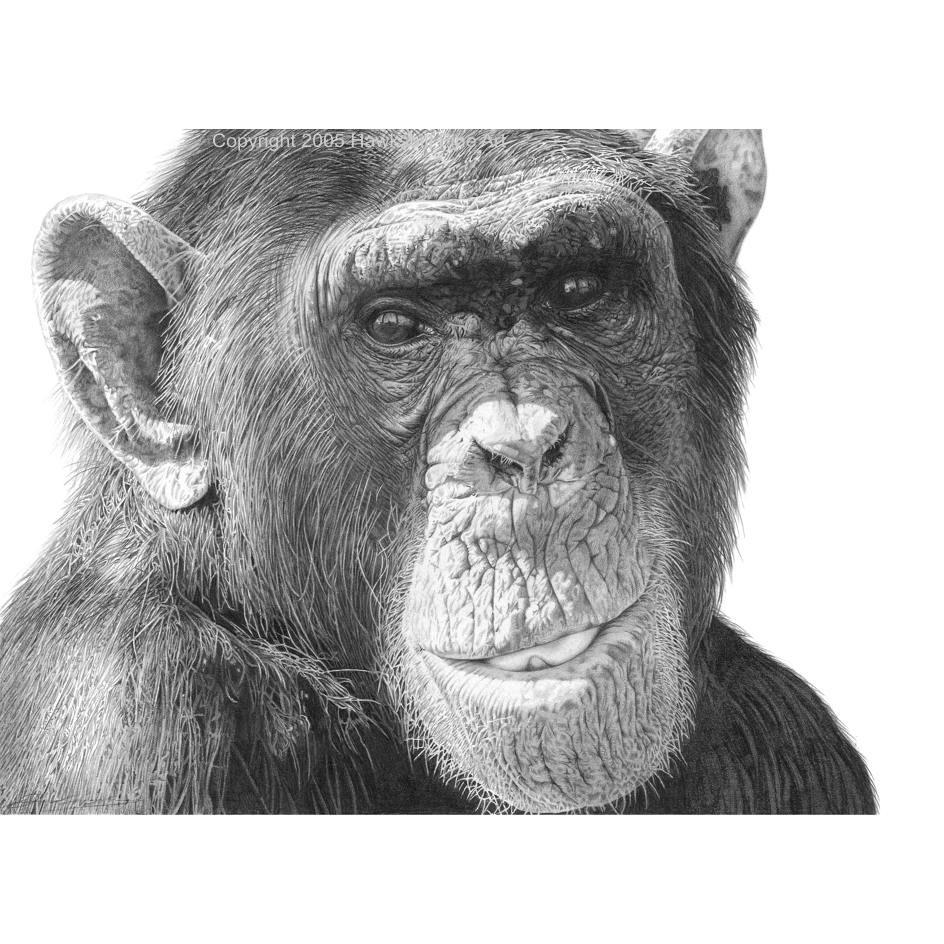 'Charlie' (2003) chimpanzee by David Dancey-Wood