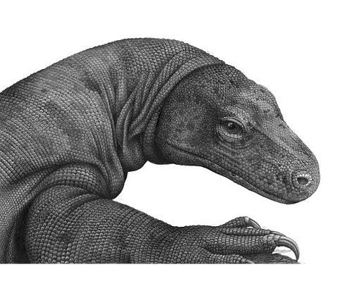 how to draw komodo dragon