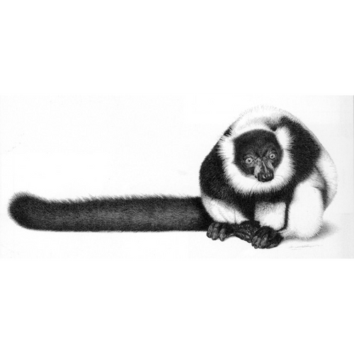 'Ruffed Lemur', Limited edition print by David Dancey-Wood