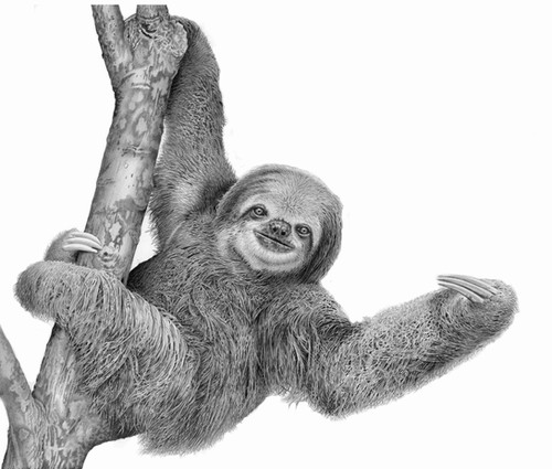 Smile (Drawing of a Three Toed Sloth) By David Dancey-Wood | David ...