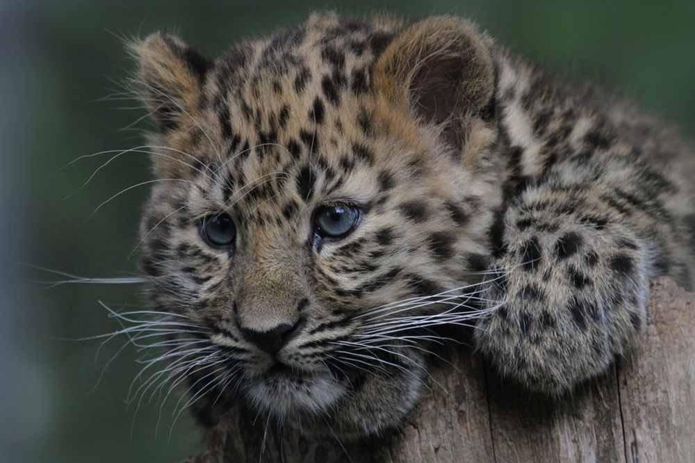 The Amur Leopard, aka the Manchurian...by Jon Isaacs.