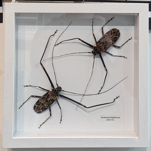 Acrocinus longimanus Pair | IB EXOTIC