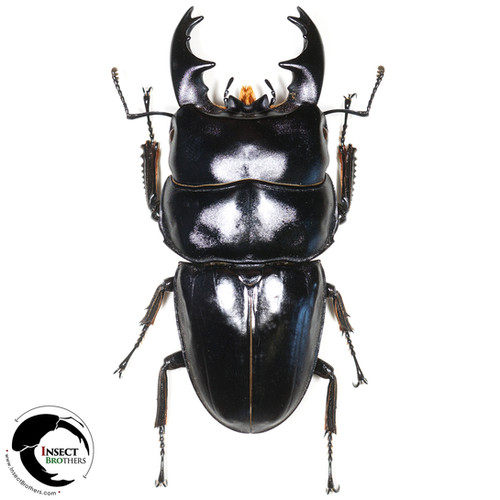 Dorcus alcides (unmounted, A1) | IB EXOTIC