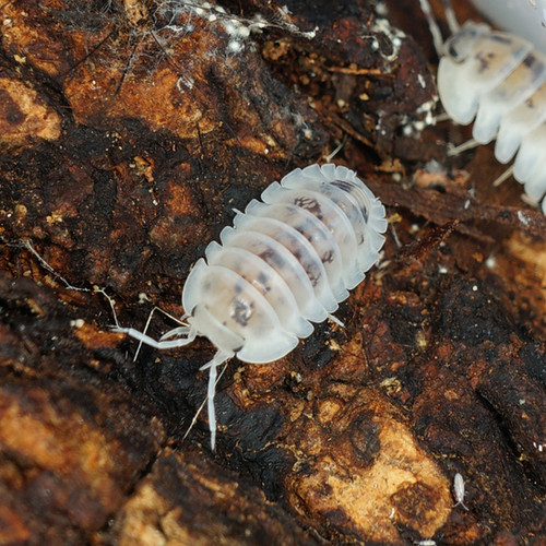 Nesodillo archangeli Shiro Utsuri (Set of 6) | IB EXOTIC