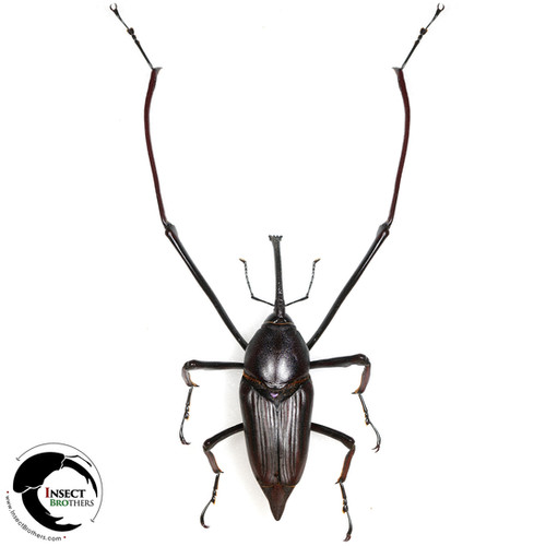 Mahakamia kampmeinerti (A1, unmounted) | IB EXOTIC