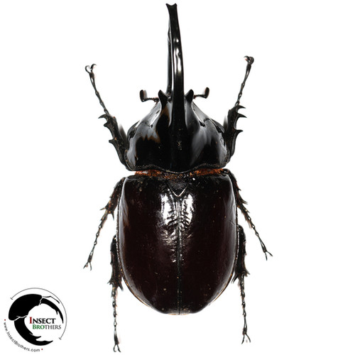 Augosoma centaurus | IB EXOTIC