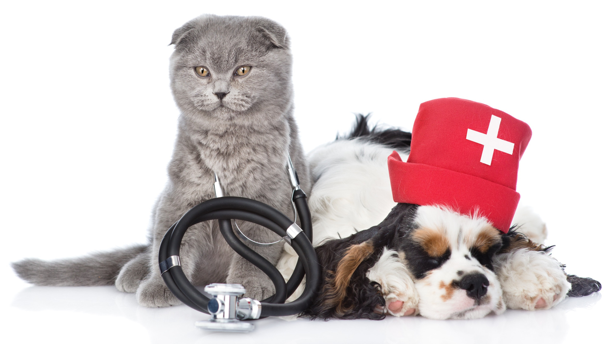 Sick & Injury Exams | Carter Veterinary Clinic