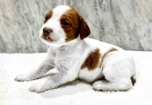 Brittany Puppies For Sale | Carter Brittany Kennels