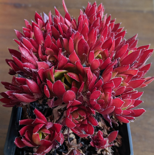 Aeonium 'Firecracker' | urban-roots.au
