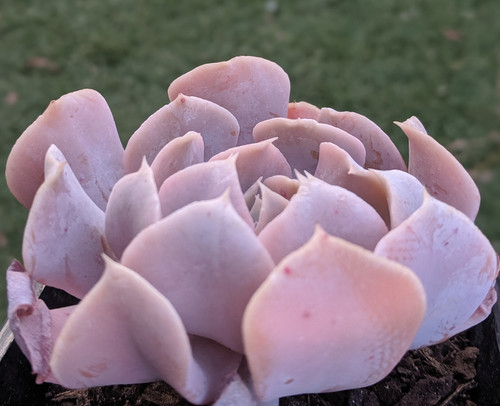 Echeveria pinwheel f. 'Revolution' | urban-roots.au