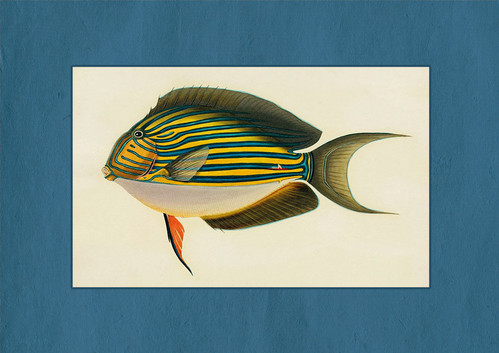 Fisk. The Hamptons. Blå. | BY FERDINAND