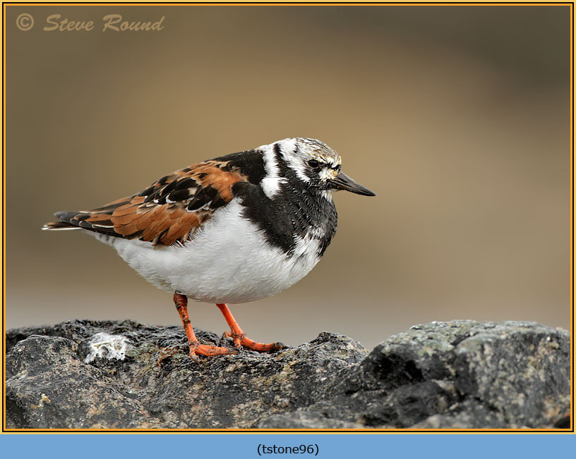 Steven Round Bird Photography, Turnstone