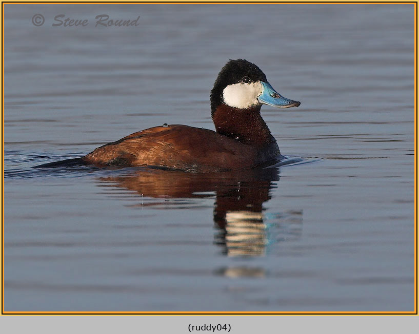 Steven Round Bird Photography, Ruddy Duck