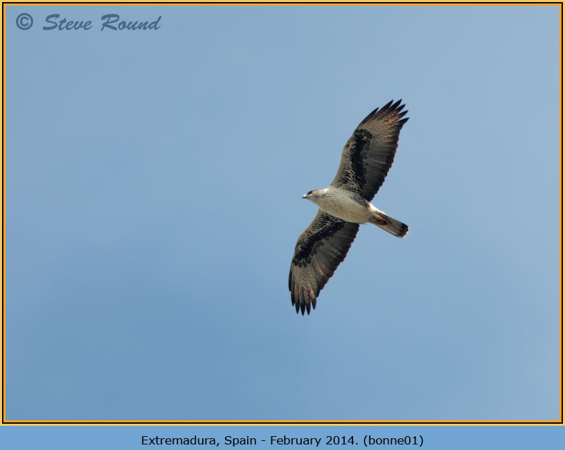 Steven Round Bird Photography, Bonelli's Eagle