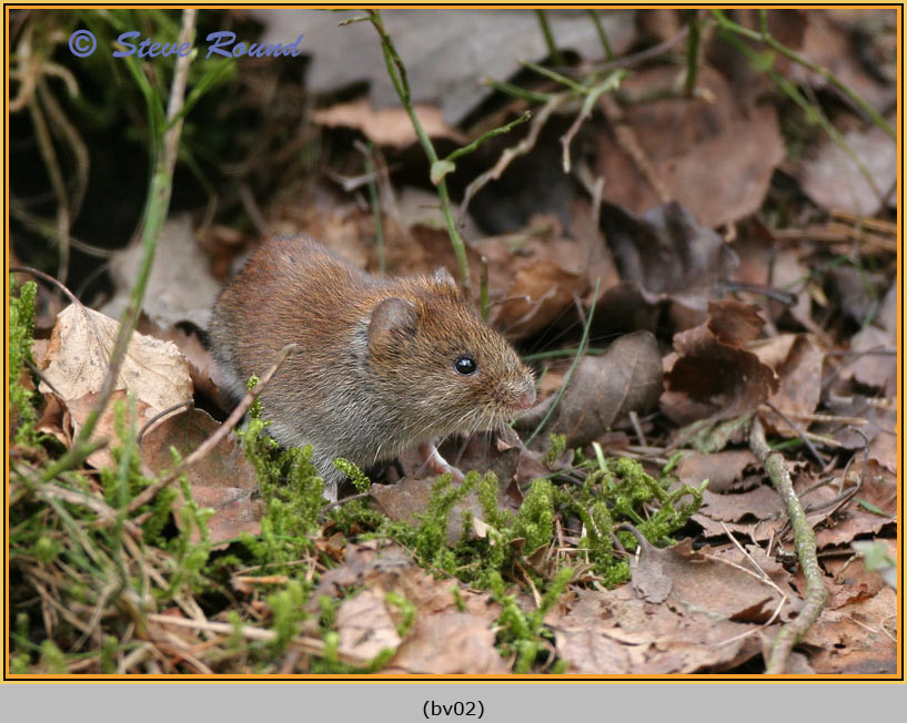 Steven Round Bird Photography, Bank Vole