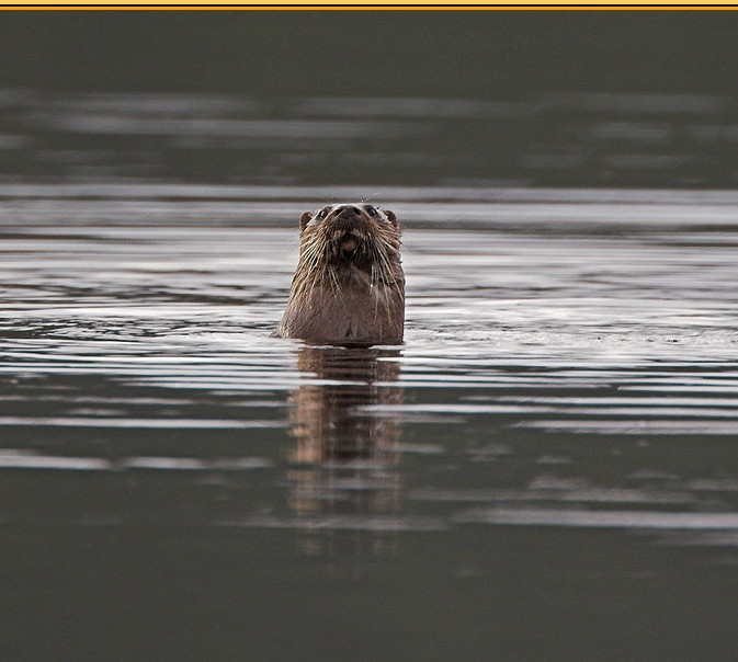 Steven Round Bird Photography, Otter