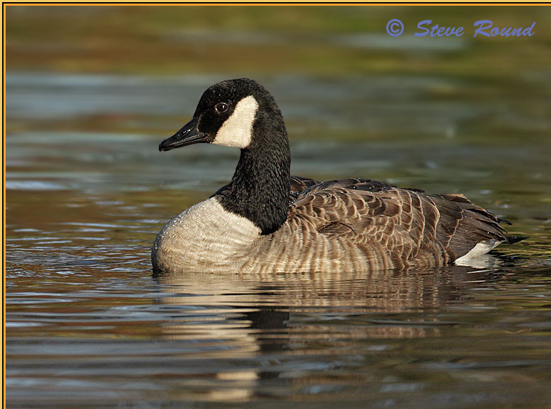 Steven Round Bird Photography, Canada Goose