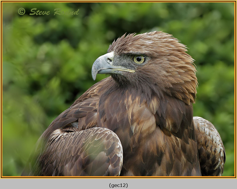 Steven Round Bird Photography, Golden Eagle