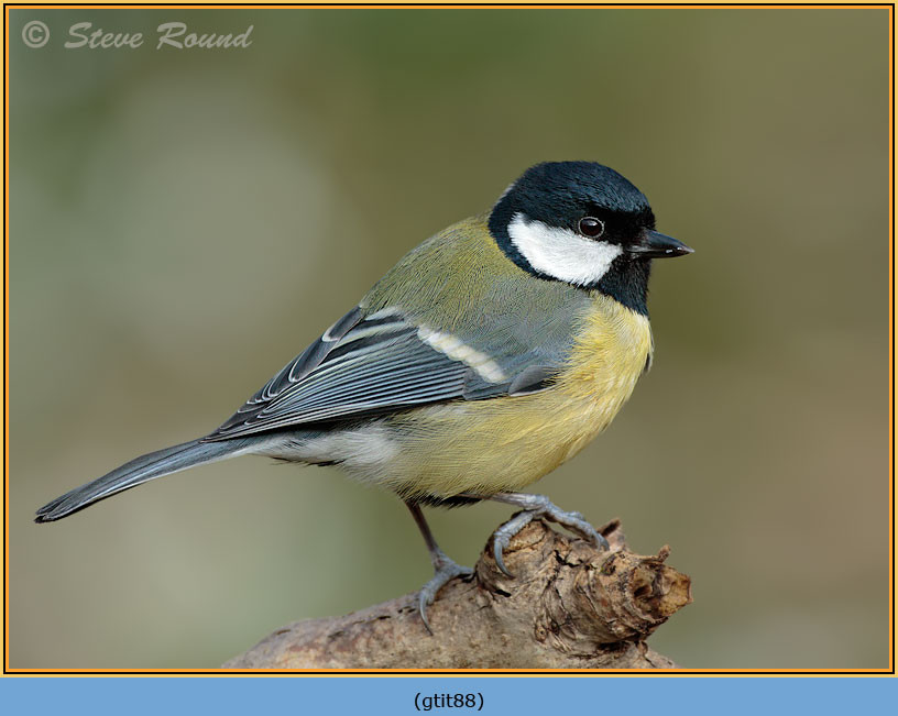 Steven Round Bird Photography, Great Tit