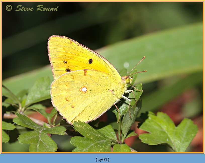 Steven Round Bird Photography, Clouded Yellow Butterfly