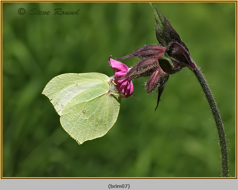 Steven Round Bird Photography, Brimstone Butterfly