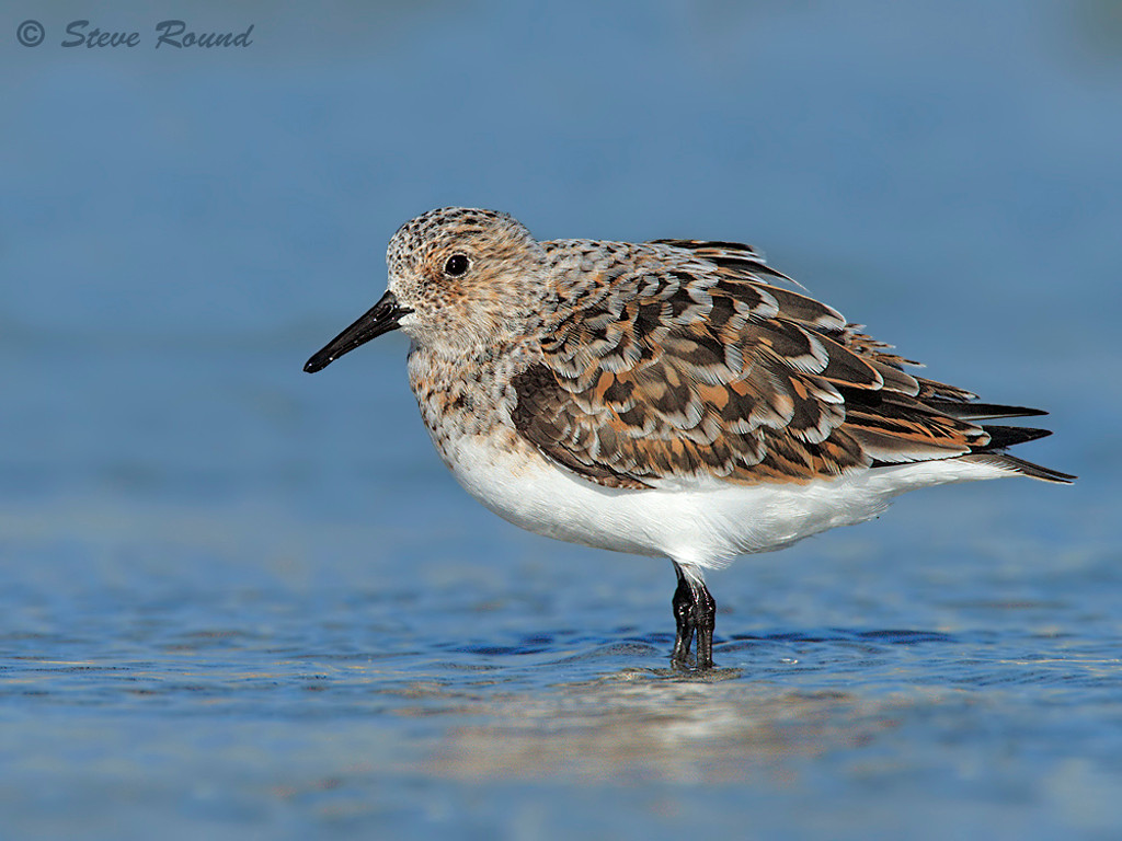Steven Round Bird Photography, Sanderling