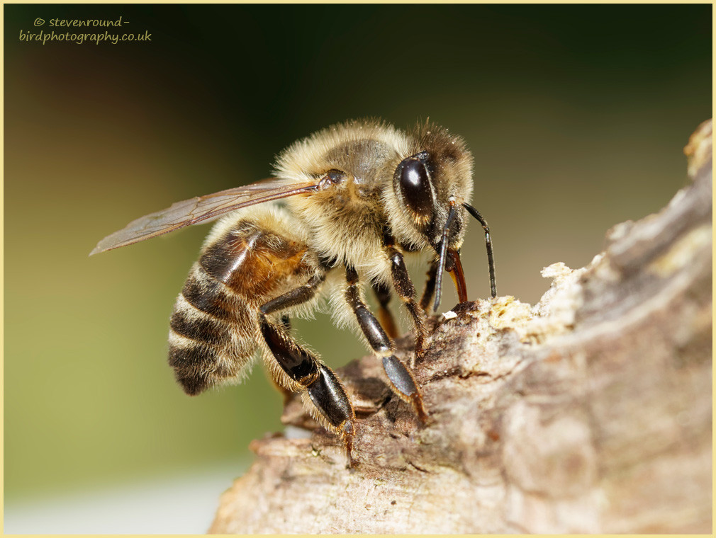 Steven Round Bird Photography, Honey Bee
