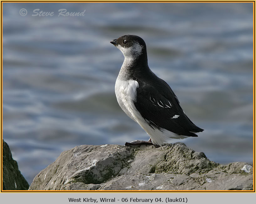 Steven Round Bird Photography, Little Auk
