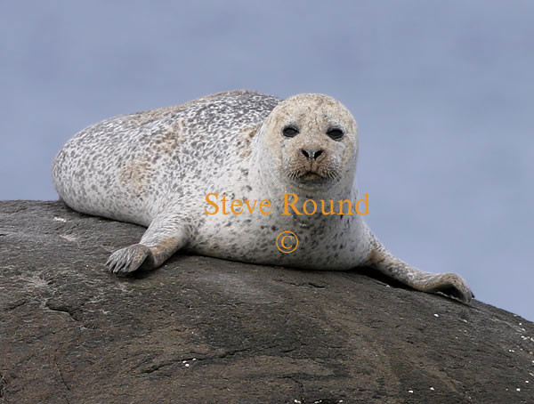 Steven Round Bird Photography, Common Seal
