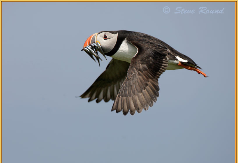 Steven Round Bird Photography, Puffin