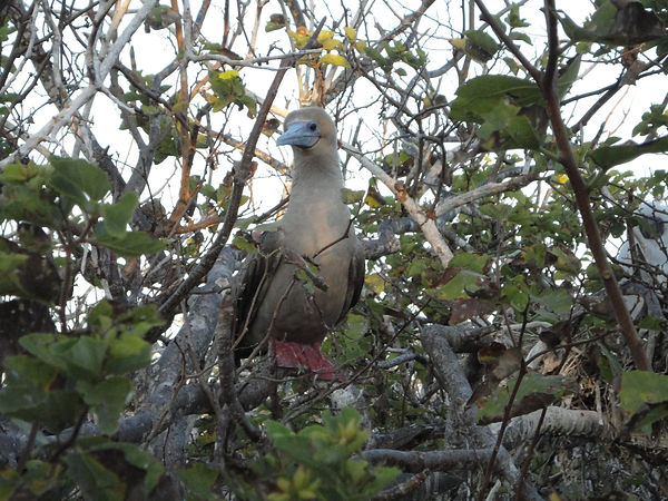 Galapagos | JustRetired50Plus