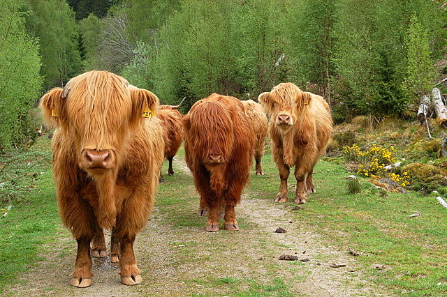 Where to see Highland Coos