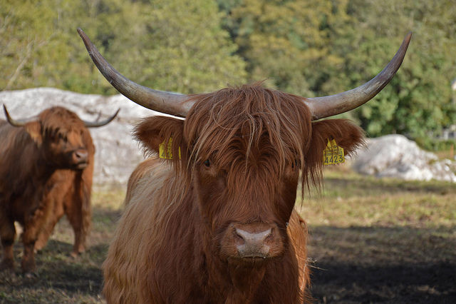 Where to see Highland Coos near our Loch Ness Highland Resort