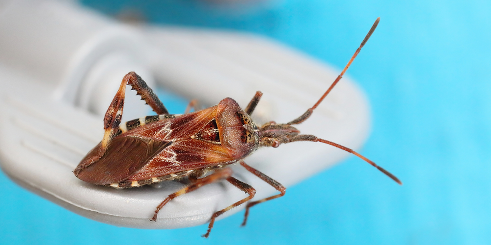 Pest Education: Pine Seed Bugs in Ontario