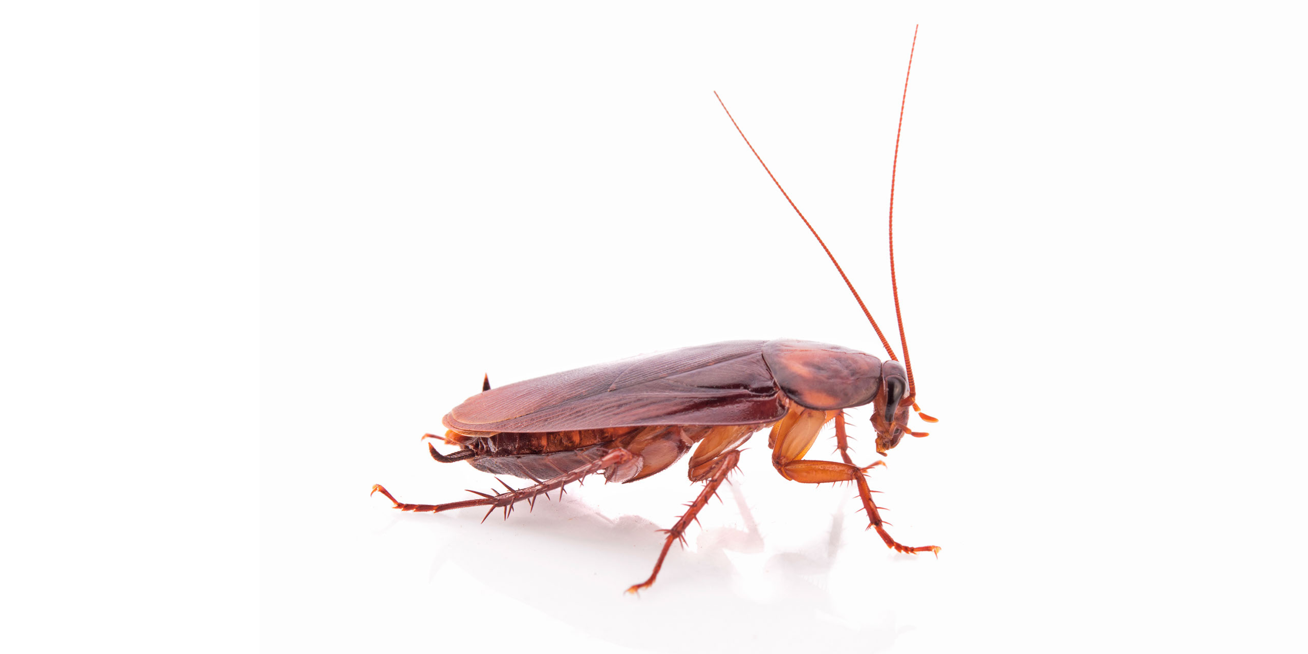 Pest Education: Cockroaches in Ontario