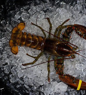 Food Grade | North Atlantic Pacif