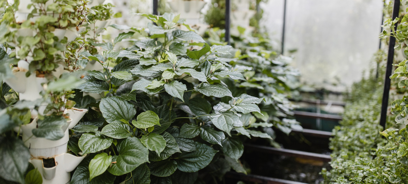 Techy Apes - Digital Solutions | Digital Marketing Agency Malaysia