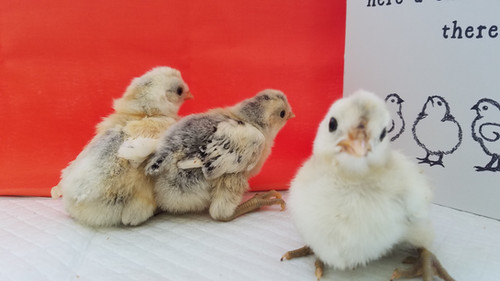 Appenzeller Silver Spangled Spitzhauben Day Old Chick | Littleman poultry