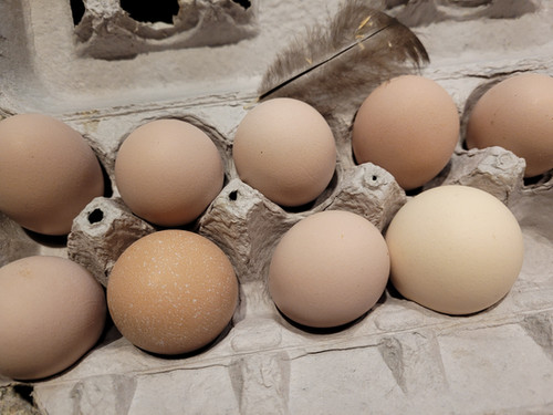 6 Fertile hatching eggs Mosaics | Littleman poultry