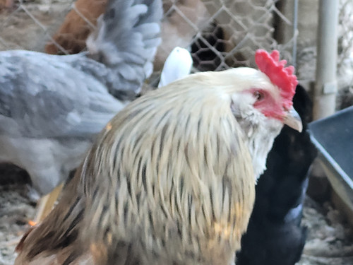 Whiting True Blue 10 Fertilized Hatching Eggs | Littleman poultry