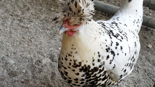10 Week old started Pullet Appenzeller Silver Spangled Spitzhauben ...