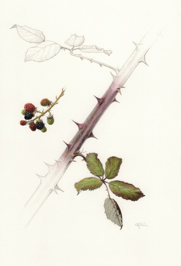 L'art botanique | home