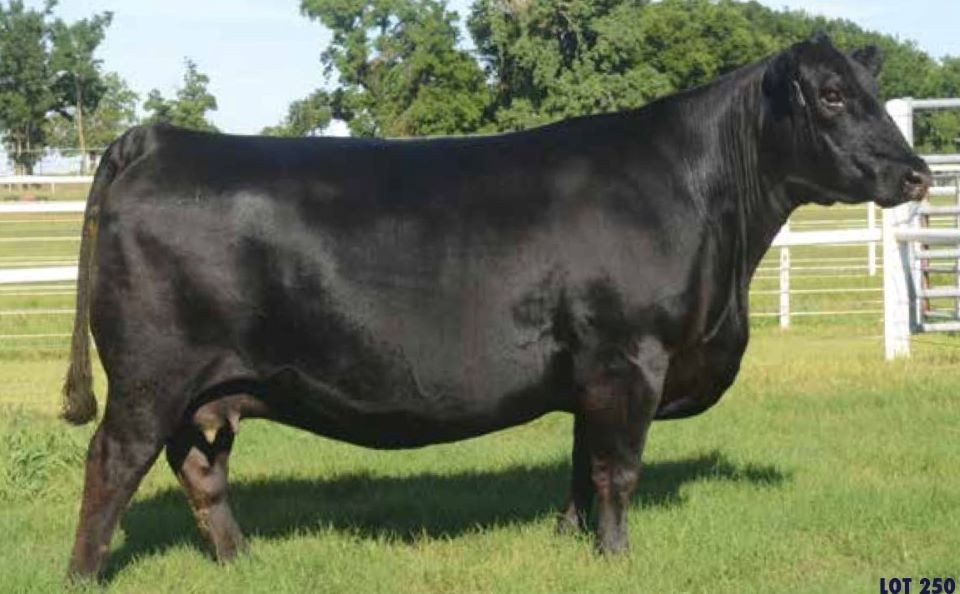 Registered Black Angus Cattle | Chase Angus | Sanford NC