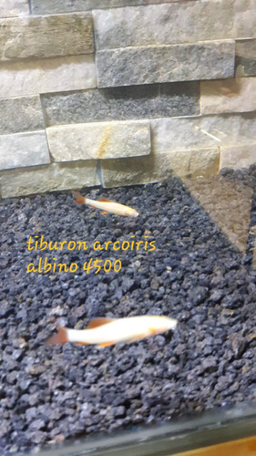 Tiburon Arcoiris Albino | Misitio