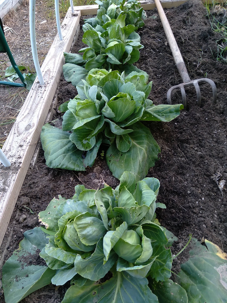 Cabbage Sprouts