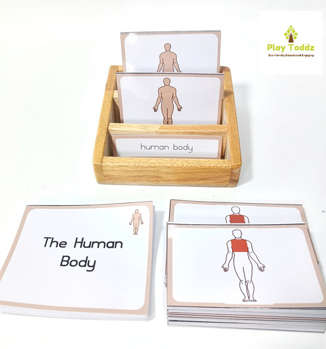 Human Body Nomenclature Cards with Display Cabinet | Playtoddz Montessori