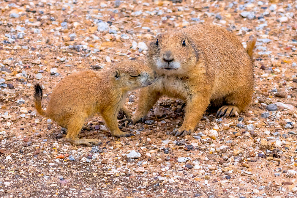 Prairie Dog Town, Lubbock, Texas